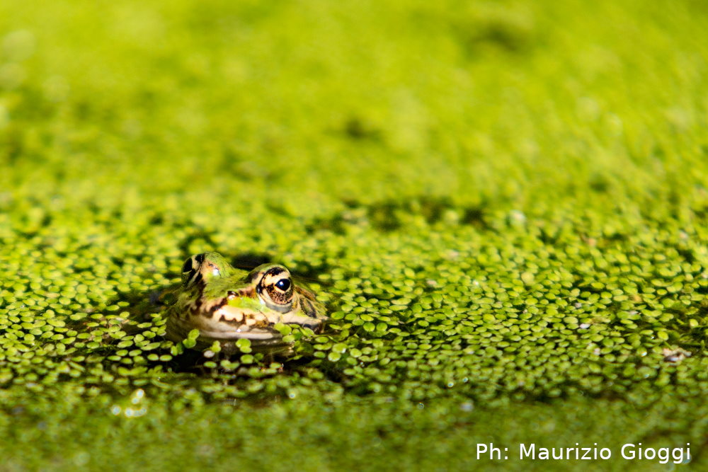 Monitoraggio degli anfibi, Parco dei Sibillini cerca 15 volontari ...